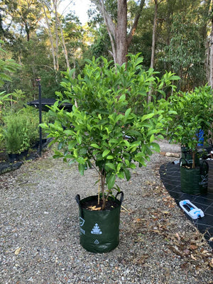 Fraser Island Apple (Acronychia imperforata): A Versatile, Australian
