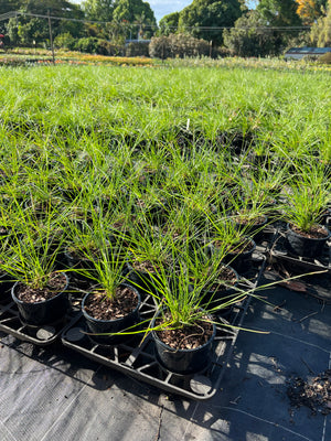 Lomandra