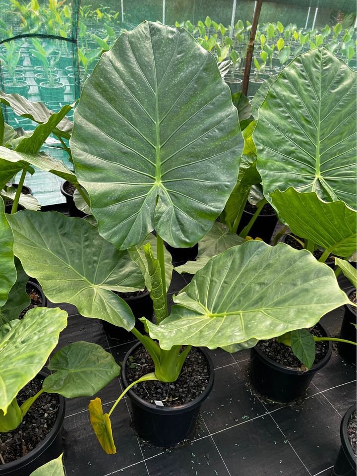 Alocasia / Elephant Ear – Platypus Plants
