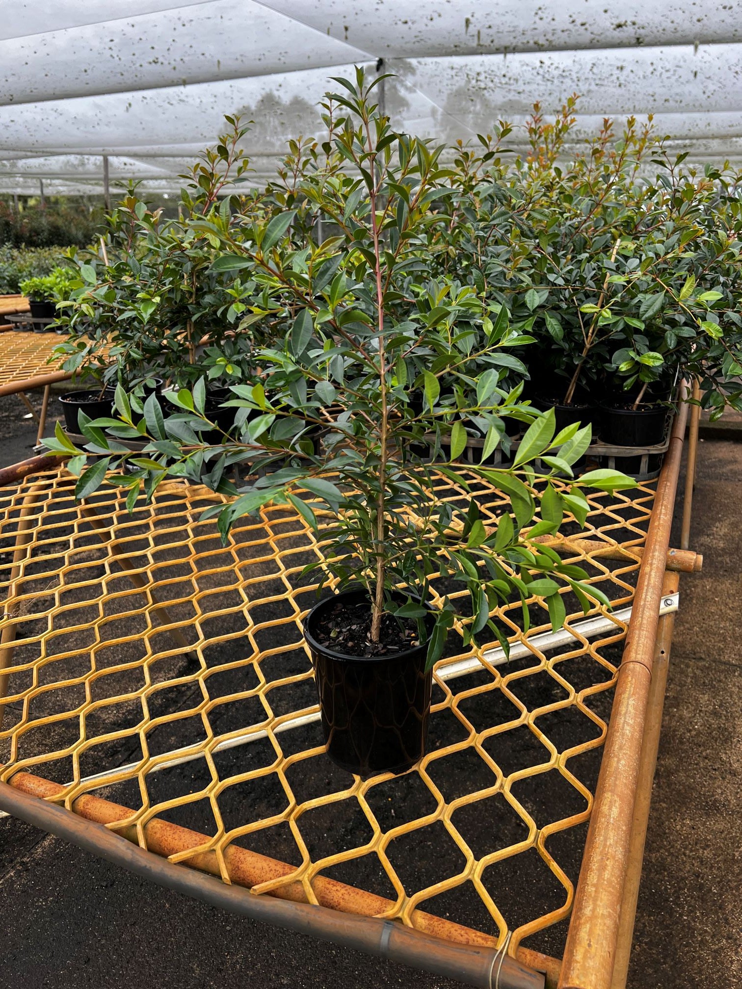 Lilly Pilly Hedge - Buy Lilly Pilly Tree Brisbane