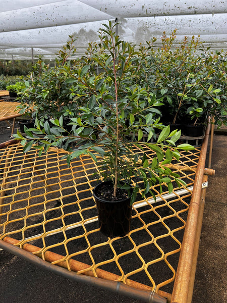 Lilly Pilly Hedge - Buy Lilly Pilly Tree Brisbane