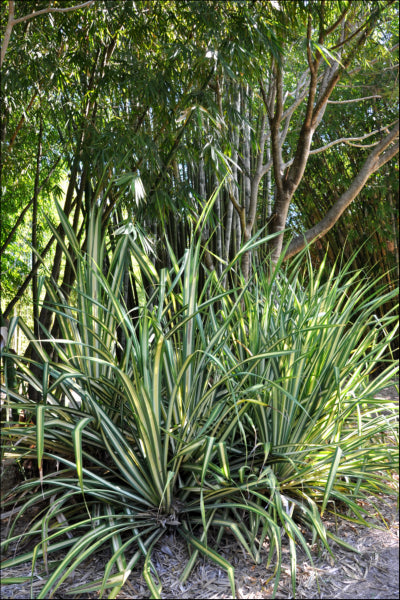 Pandanus "Screw Pine" – Platypus Plants