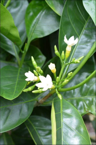 Hedges and Shrubs – Platypus Plants