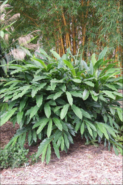 Products – Platypus Plants