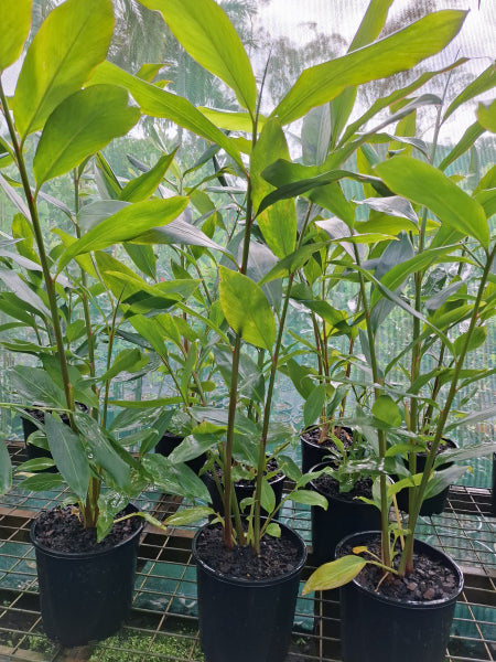 Ginger / Alpinia plants delivered – Platypus Plants