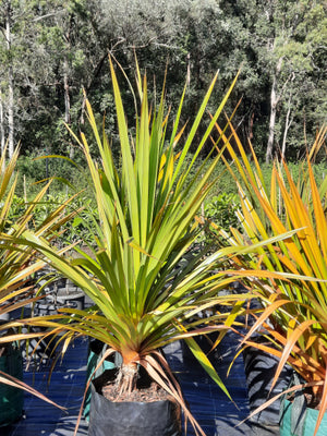 Pandanus utilis Red Edge