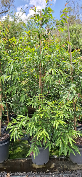 Waterhousia floribunda Weeping Lilly Pilly