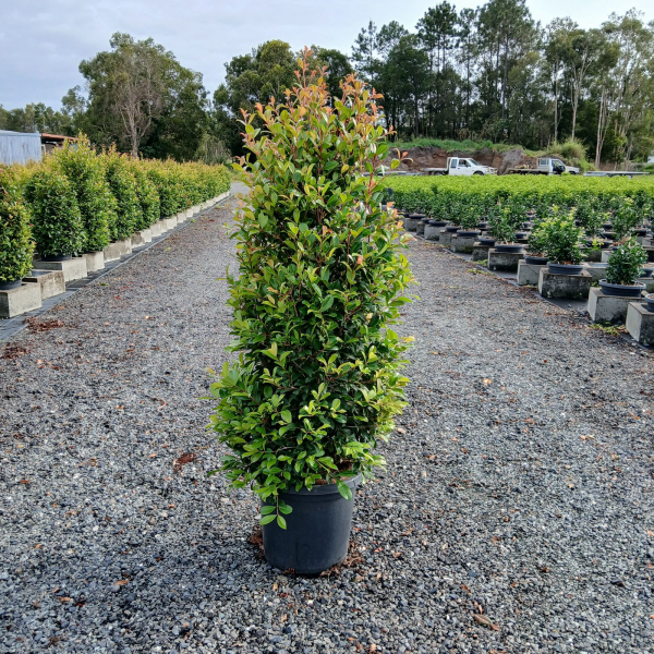 Lilly Pilly Hedge - Buy Lilly Pilly Tree Brisbane