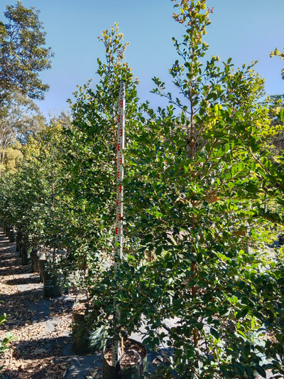 Lilly Pilly Hedge - Buy Lilly Pilly Tree Brisbane