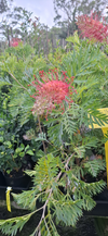 A wide range of Grevilleas available for delivery now!