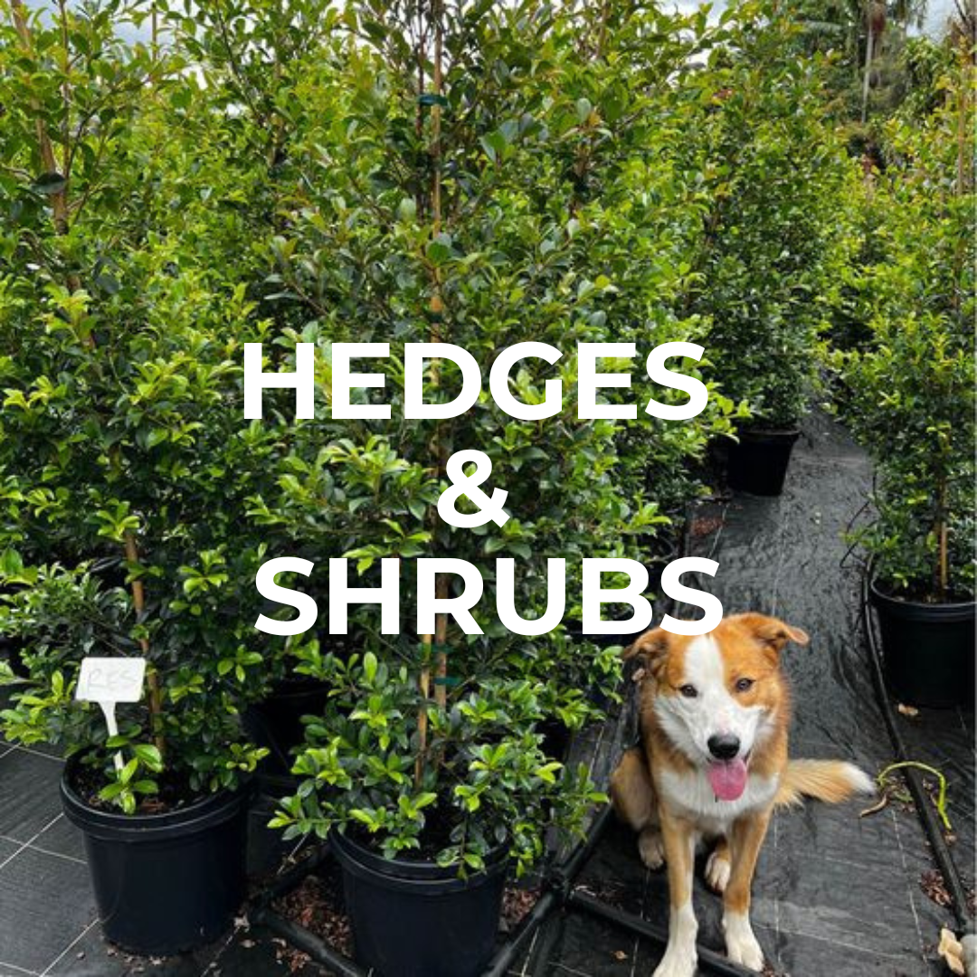 Australian Native Hedge Plants | Platypus Plants