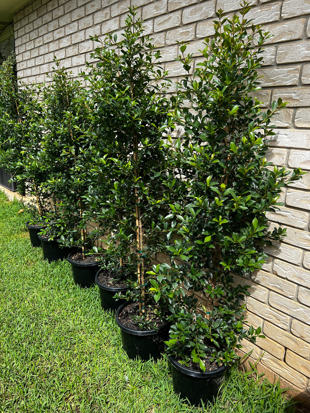 Lilly Pilly Planting & Care Guide – Platypus Plants