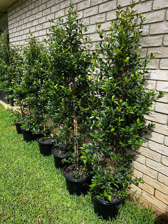 Lilly Pilly Planting & Care Guide – Platypus Plants