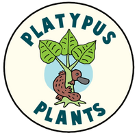 Lilly Pilly Planting & Care Guide