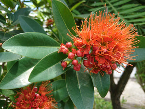 Metrosideros vitiensis Fiji Fire