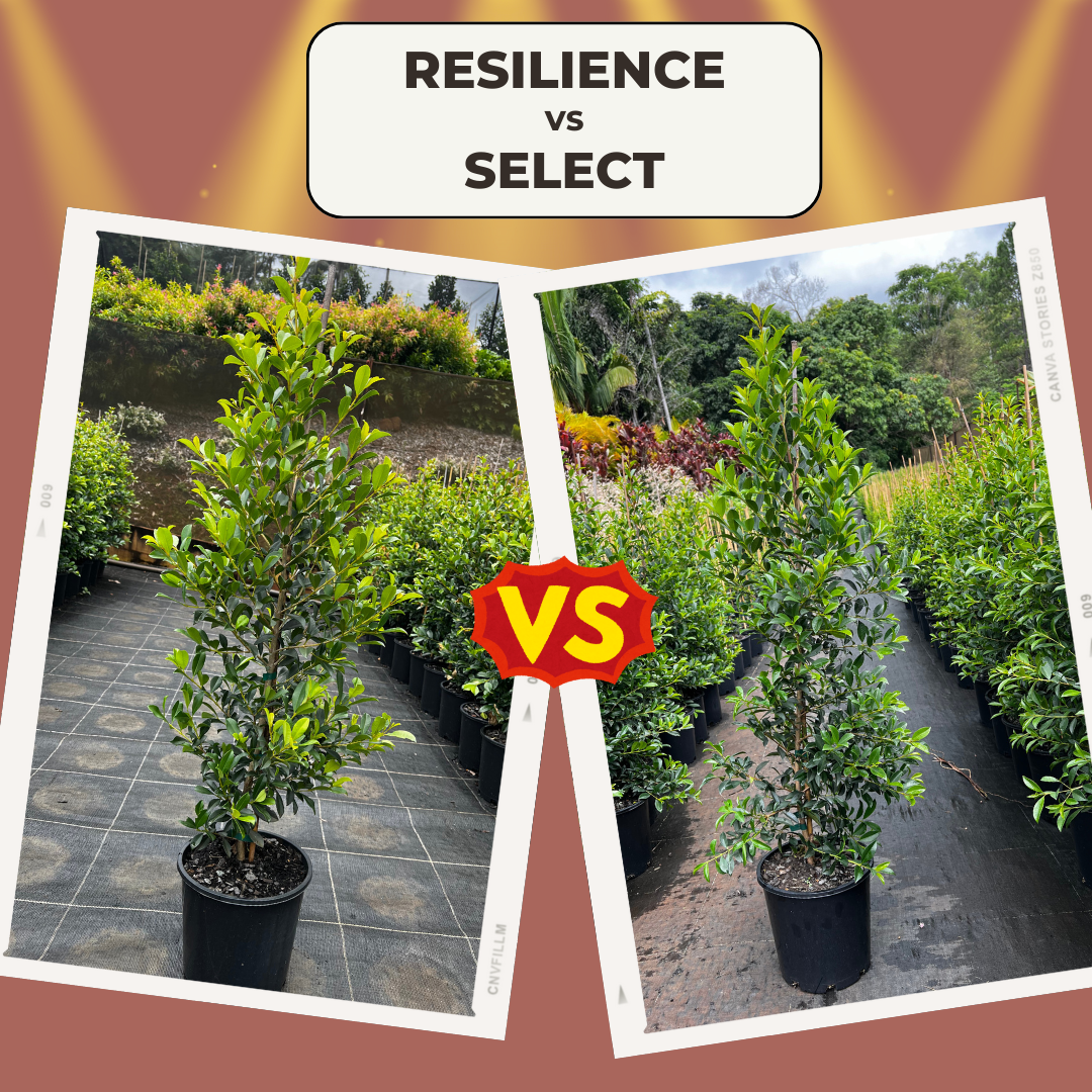 What’s the Difference Between Lilly Pilly 'Resilience' and 'Select'?