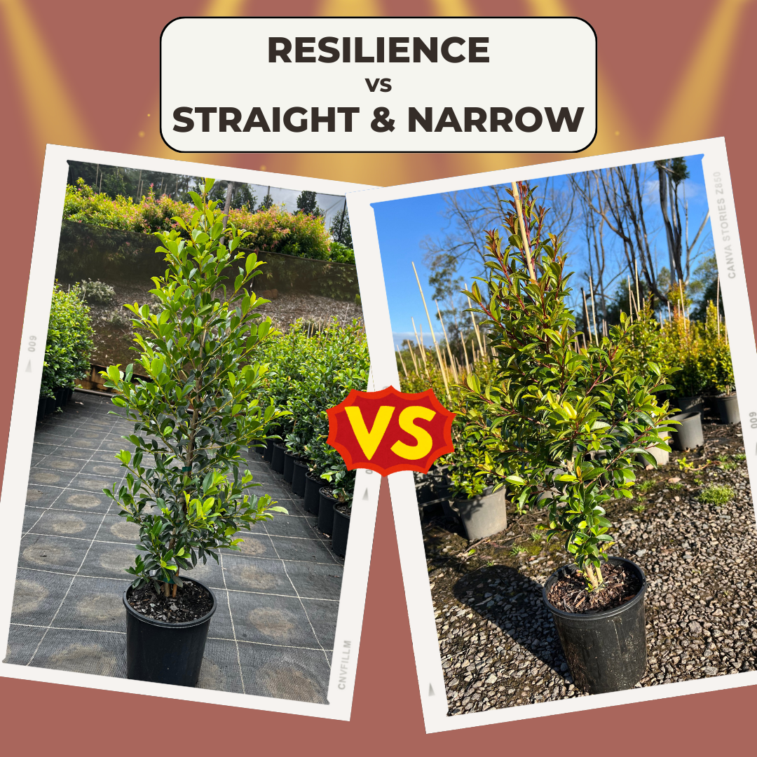 Lilly Pilly Resilience vs Straight & Narrow: Which is Best for Hedging