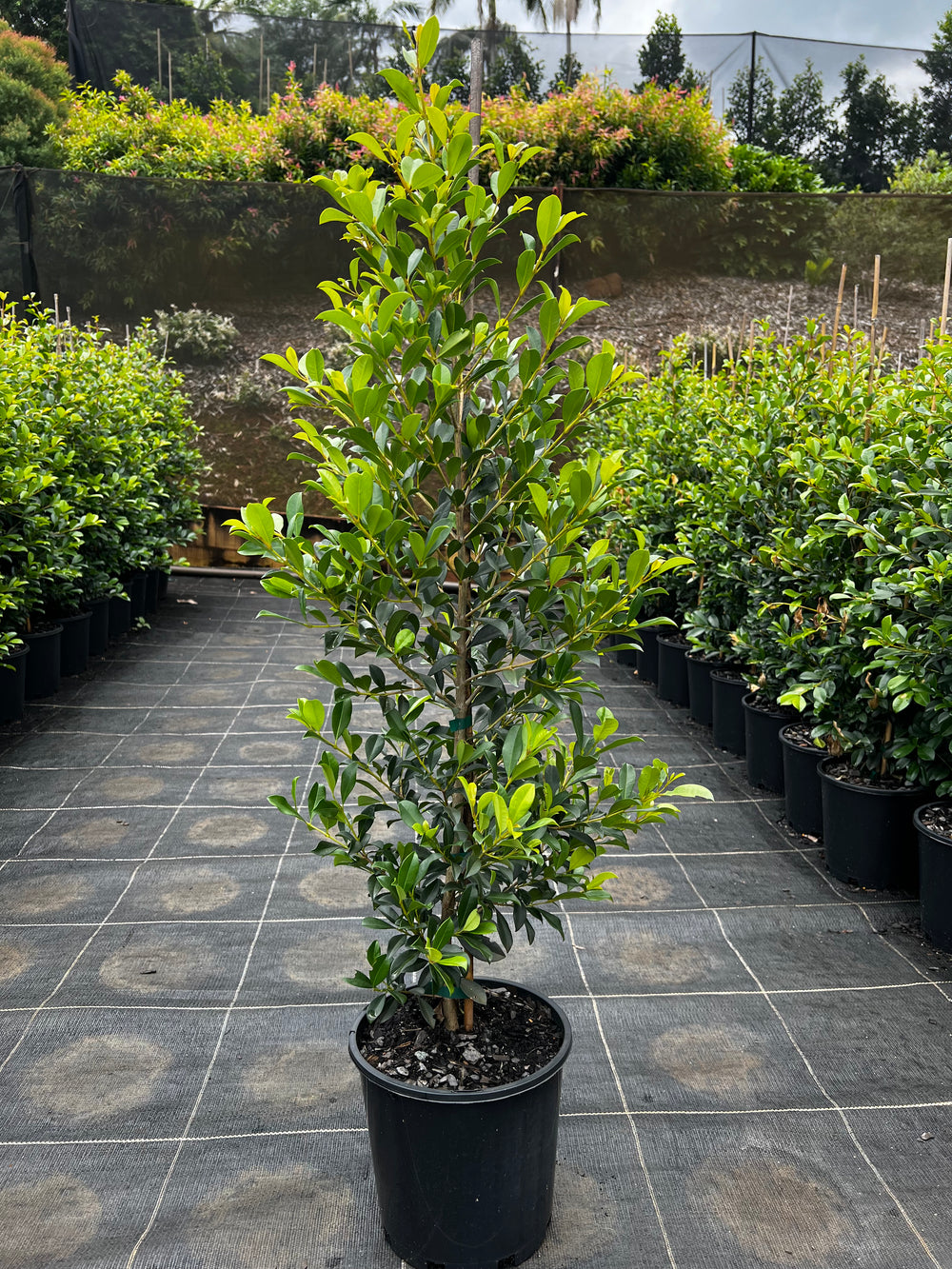 Lilly Pilly Resilience vs Straight & Narrow: Which is Best for Hedging ...