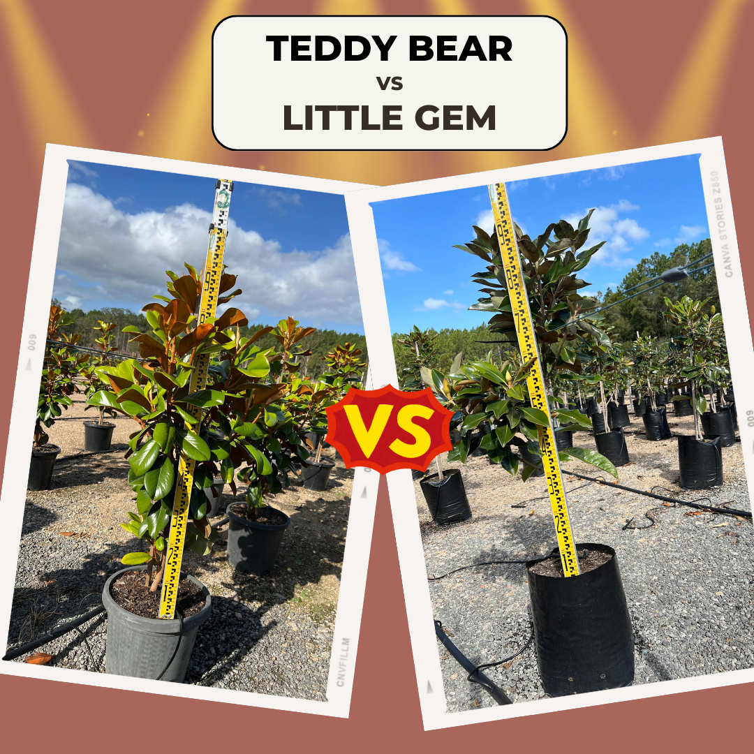 What's the difference between Magnolia Teddy Bear and Little Gem ...