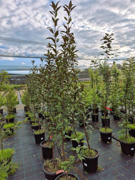 Buy Fruit Trees - Delivered to Brisbane, Sunshine Coast & Gold Coast