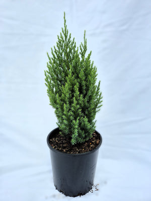 Juniperus chinensis Pyramidalis