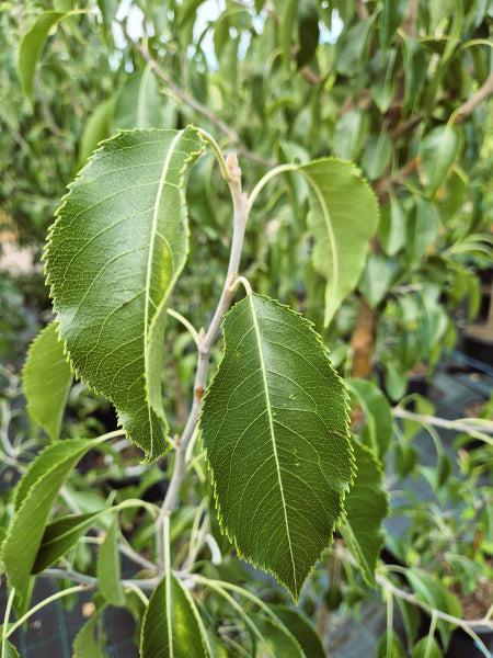 Pyrus betulaefolia Southworth Dancer