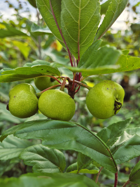 Buy Fruit Trees - Delivered to Brisbane, Sunshine Coast & Gold Coast