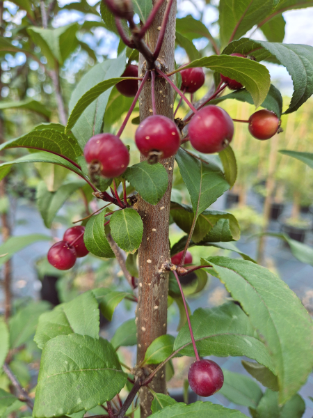 Buy Fruit Trees - Delivered to Brisbane, Sunshine Coast & Gold Coast