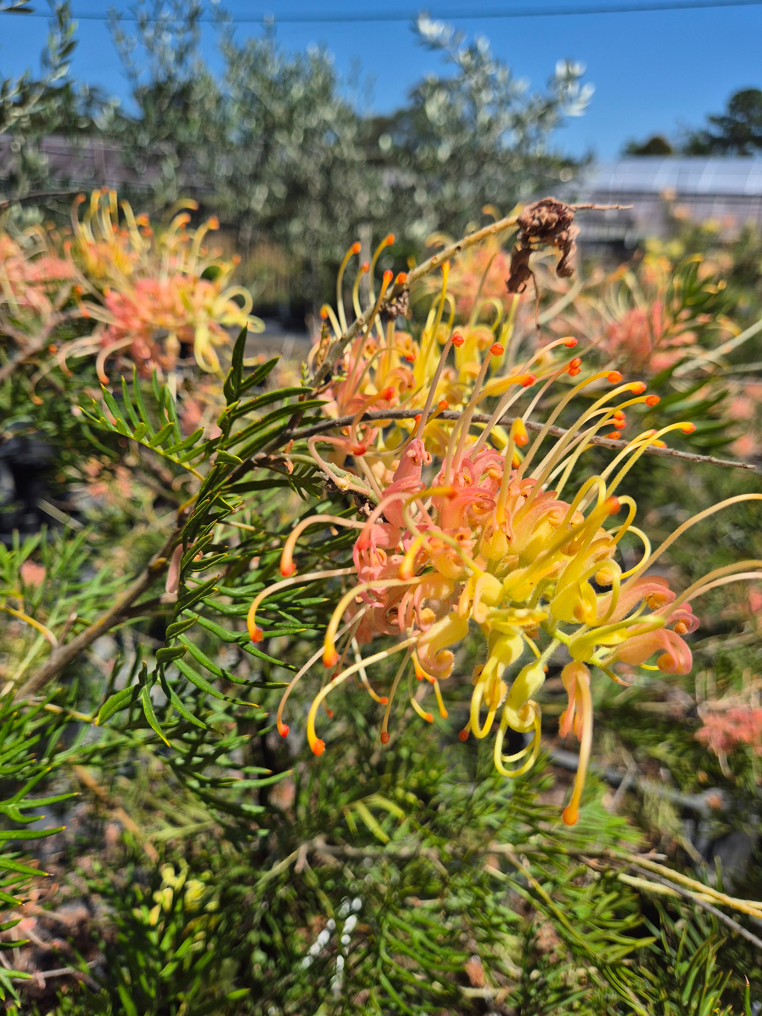 Grevillea Peaches and Cream