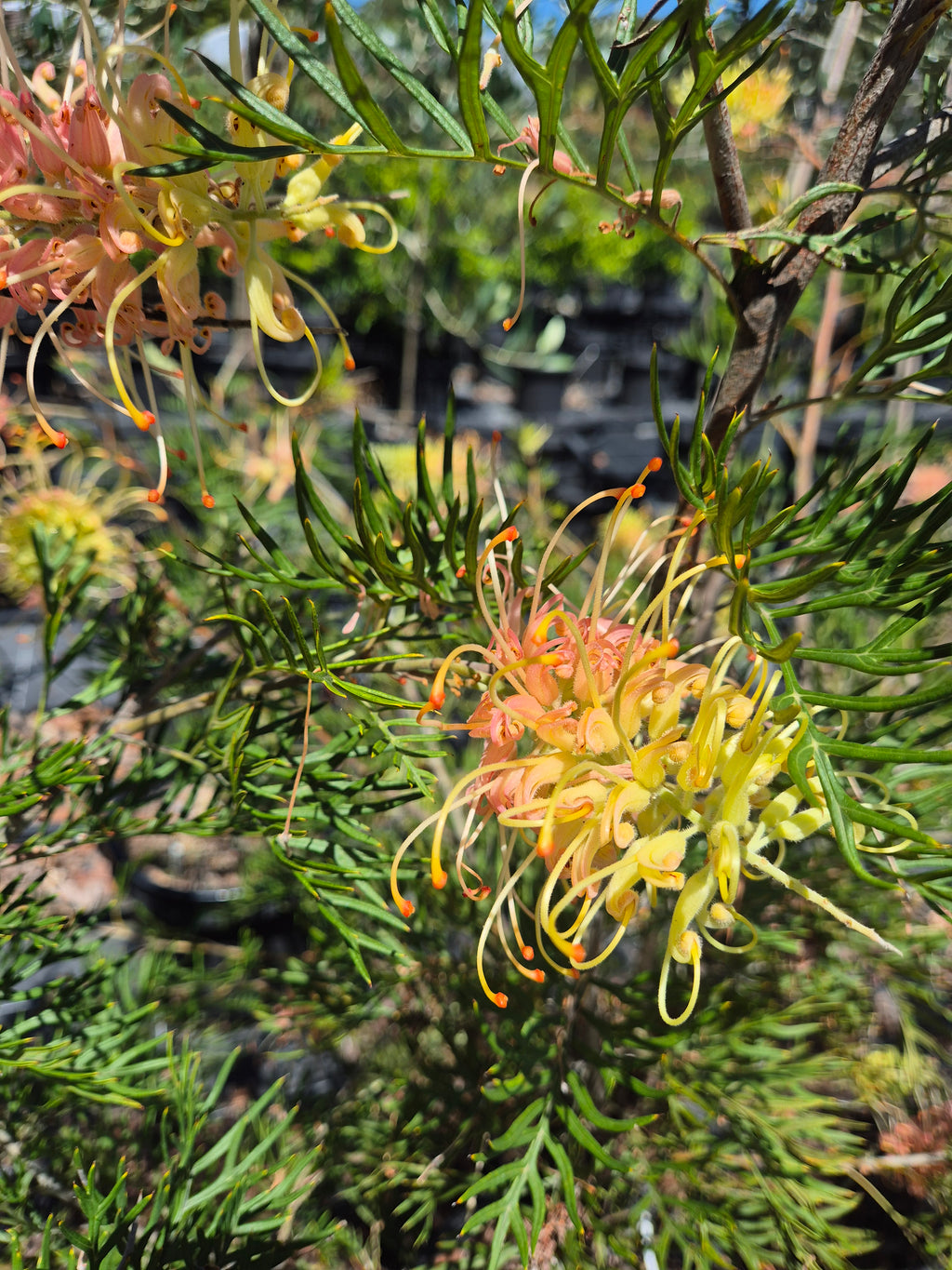 Grevillea Peaches and Cream