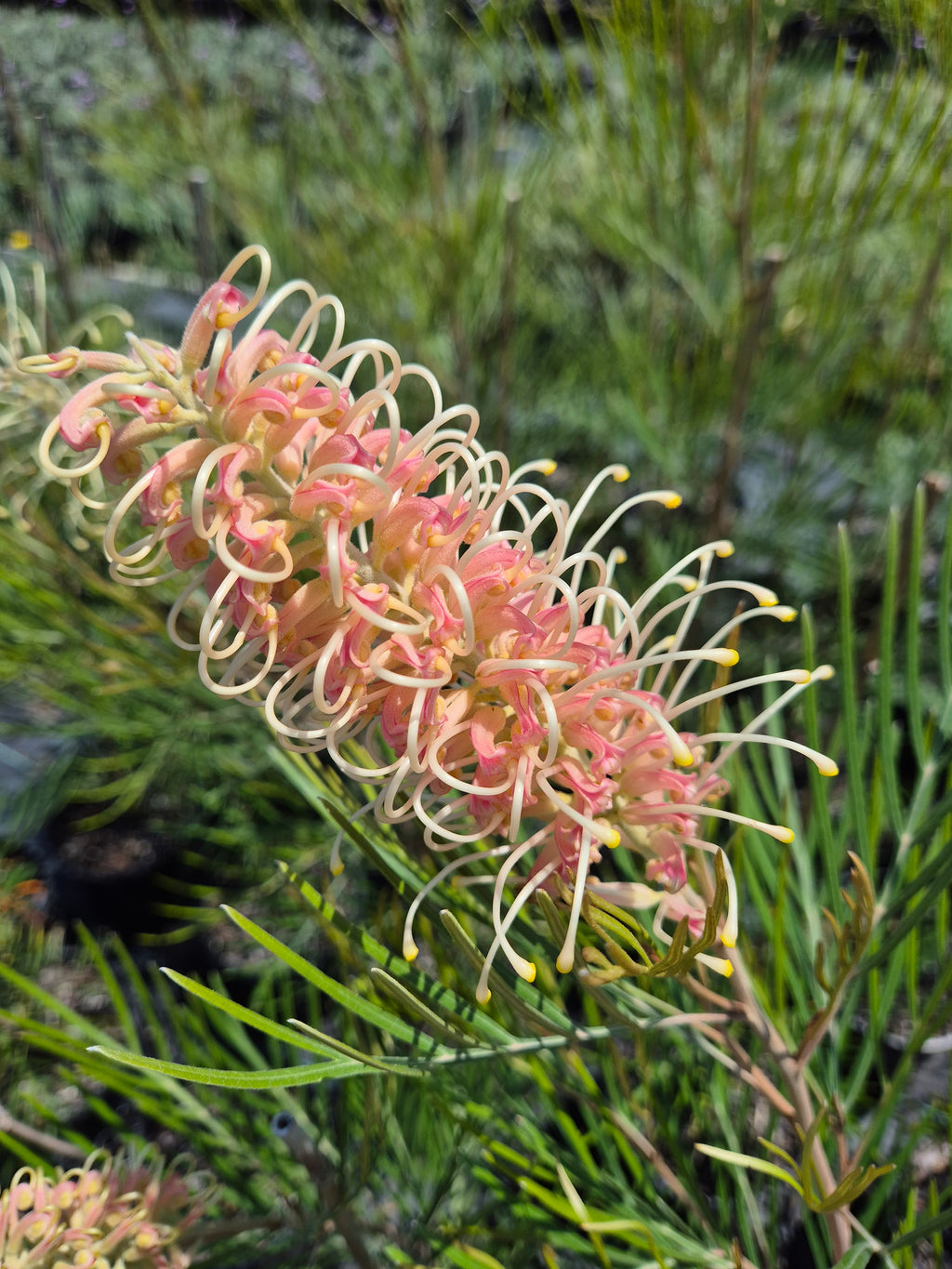 Grevillea Caloundra Gem