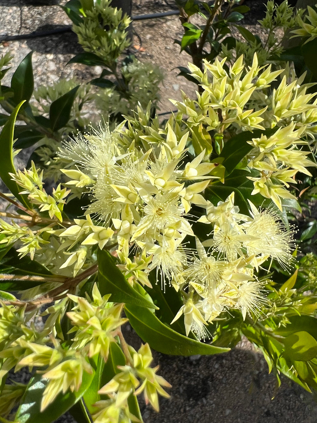 Native Trees - Delivered to Brisbane, Sunshine Coast and Gold Coast ...
