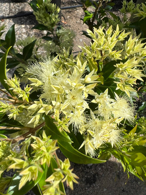 Grey Myrtle: Native Plant for Your Garden - Platypus Plants