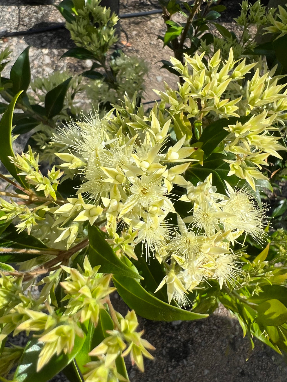 Backhousia myrtifolia - Grey myrtle, Cinnamon Myrtle – Platypus Plants