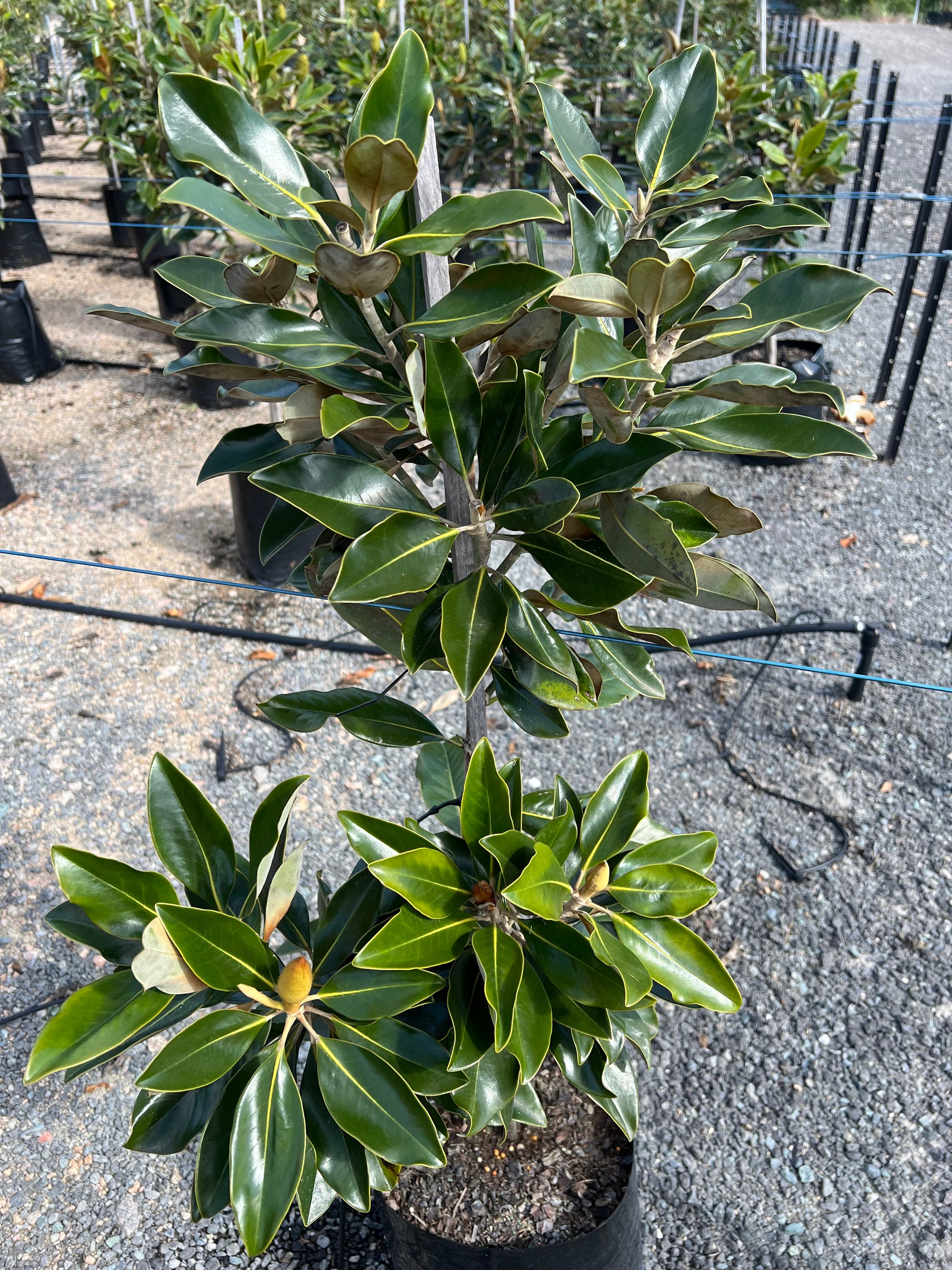 Little Gem Dwarf Magnolia Tree Magnolia Grandiflora Little Gem Awa
