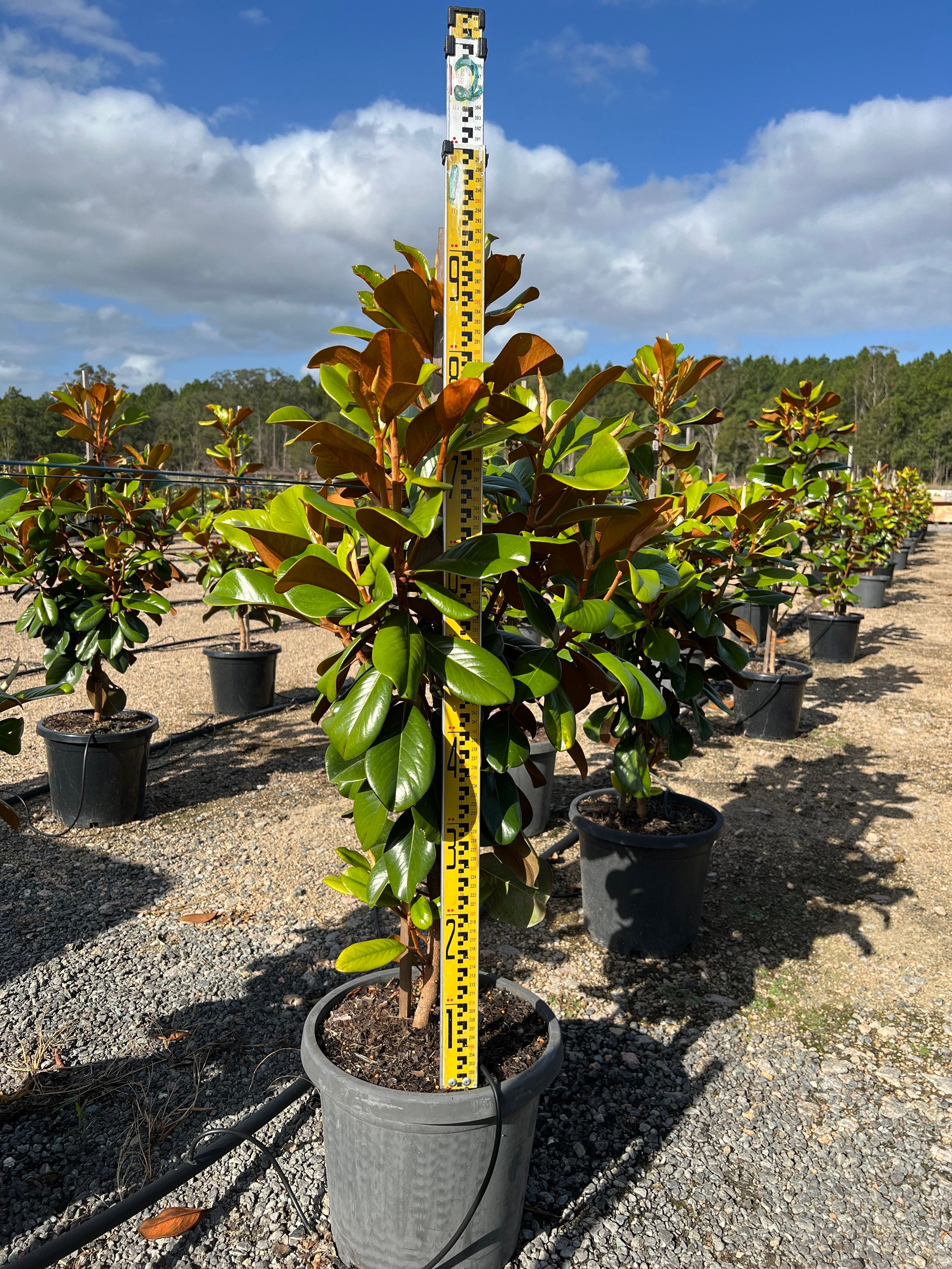 Teddy Bear Magnolia Tree - Stunning Garden Addition