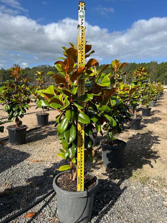 Magnolias Tree for Sale - Buy Magnolia Trees Online – Platypus Plants