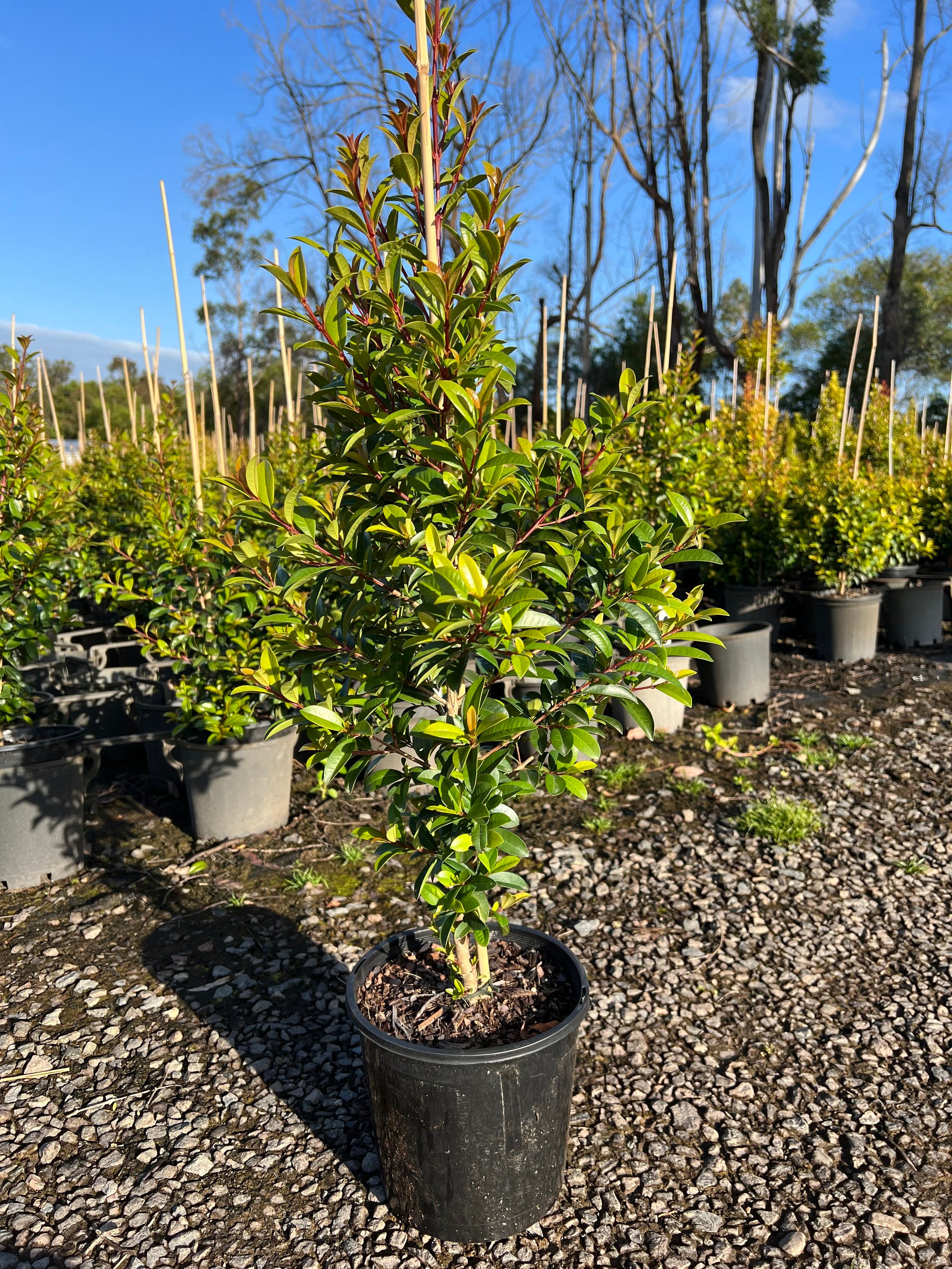 Lilly Pilly Resilience vs Straight & Narrow: Which is Best for Hedging ...