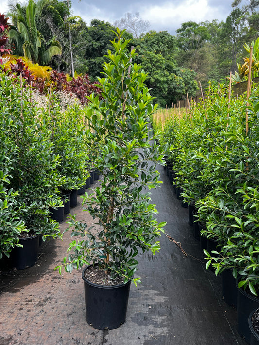 Lilly Pilly – Platypus Plants